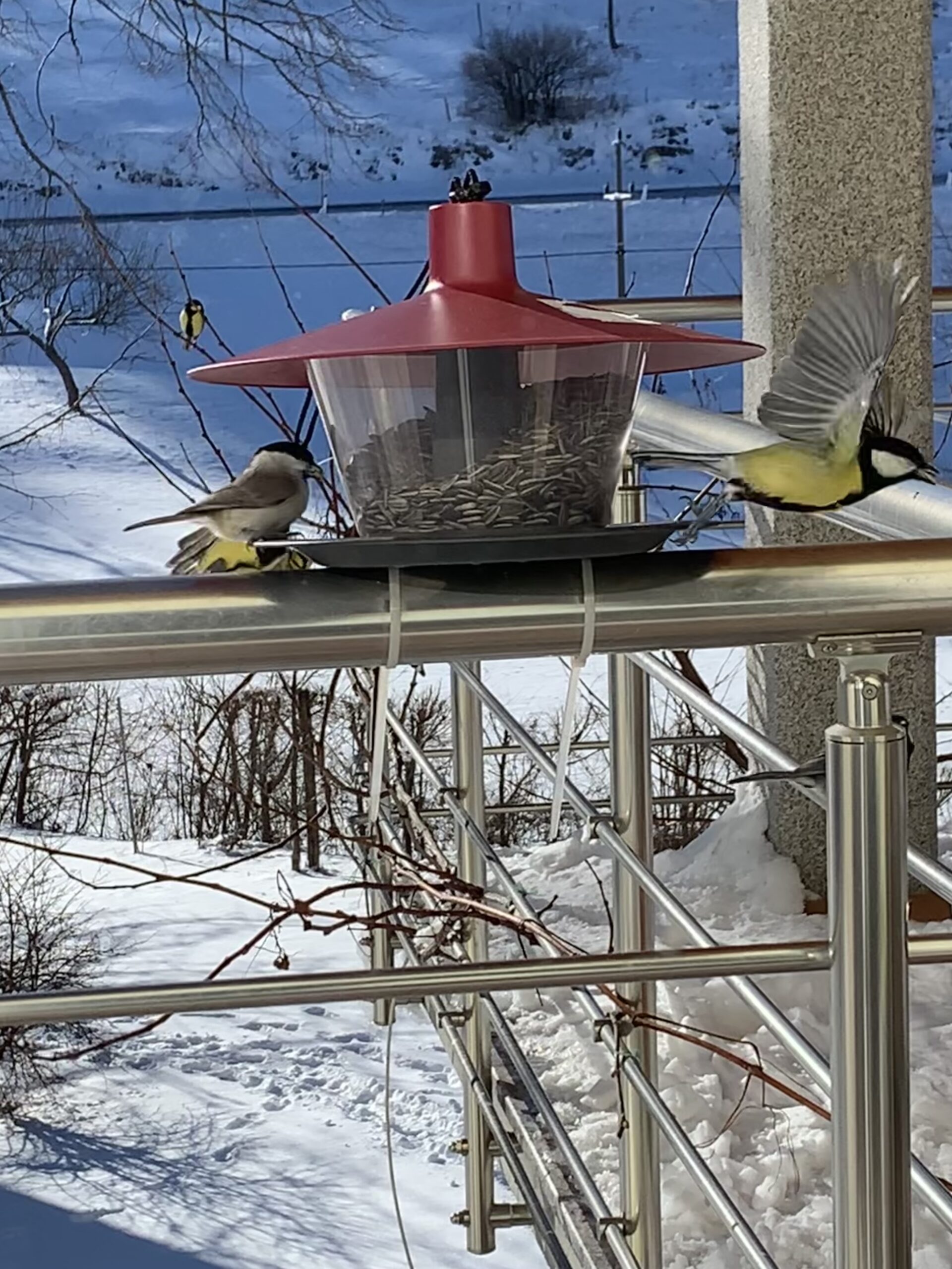 Ali poskrbite za ptičke pozimi? - OŠ Črni Vrh